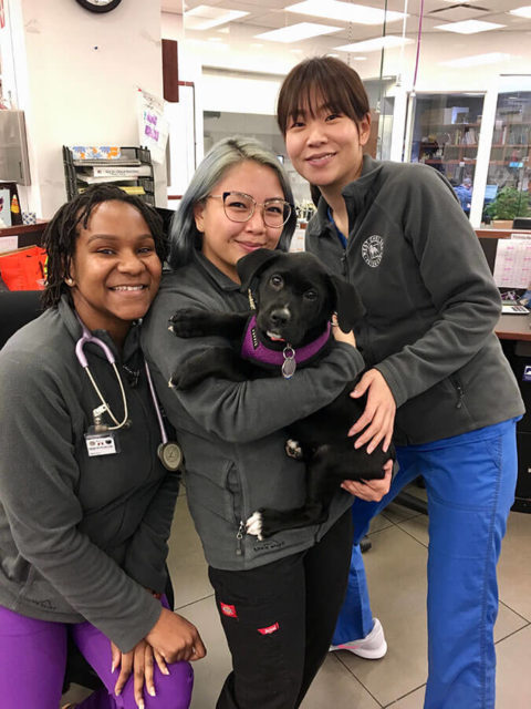 International Pet Travel Certificates In New York, NY | West Chelsea ...