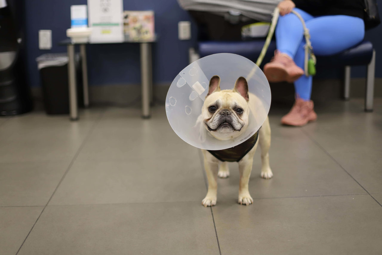 New York, NY Veterinary Services | West Chelsea Veterinary