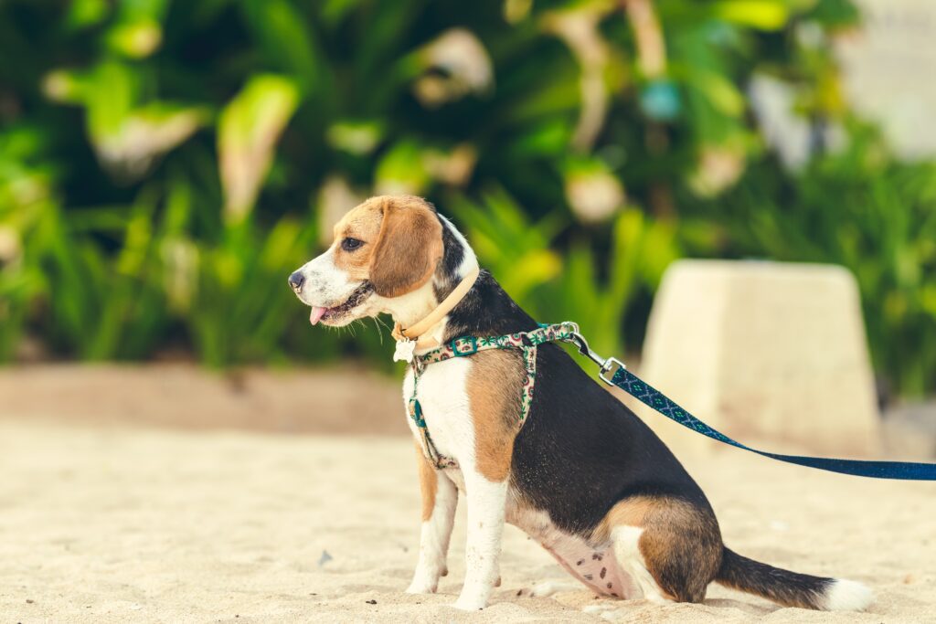 How To Avoid Pet Hazards When Walking Your Dog | West Chelsea Veterinary